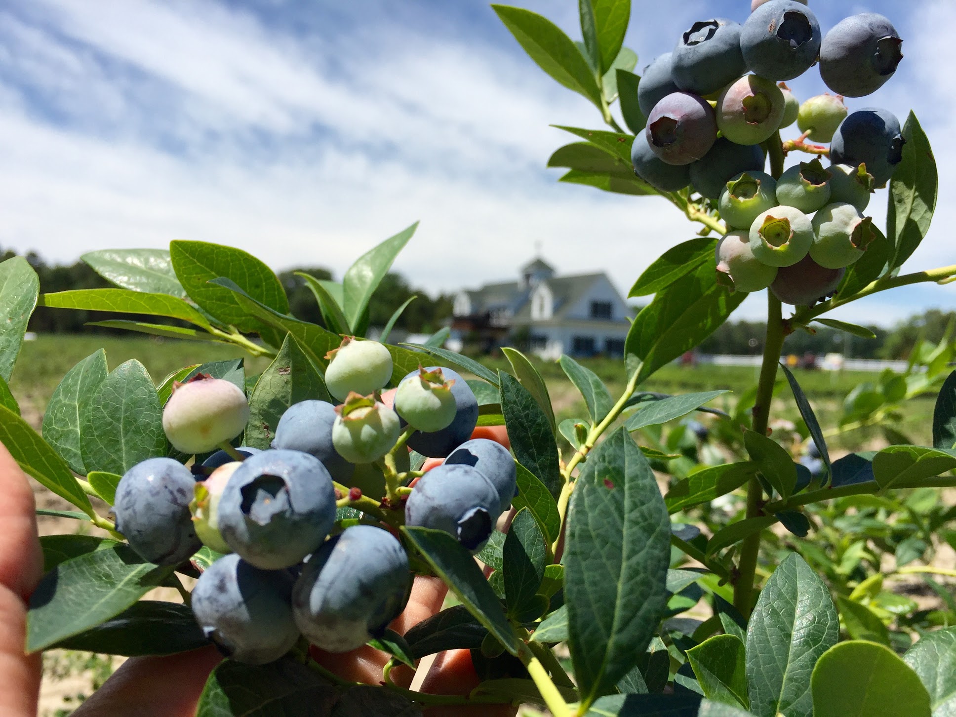 DiMeo Farms Blueberry Blog – ORGANIC. Non-GMO. Heirloom Blueberry ...